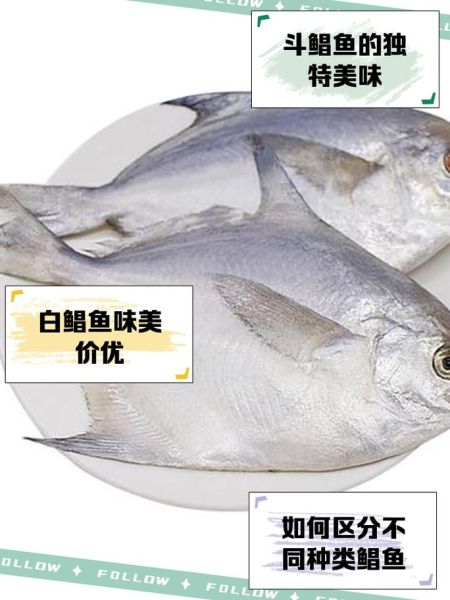 鲳鱼种类图片大全_如何区分常见鲳鱼品种-第3张图片-山城妙识