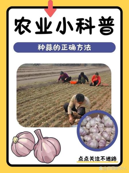 青蒜种植技术视频_如何在家种出高产青蒜-第1张图片-山城妙识