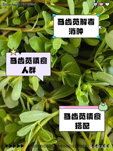 马齿苋菜的功效与禁忌_马齿苋菜什么人不能吃-第2张图片-山城妙识