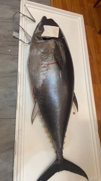 金枪鱼多少钱一斤2020_2020年金枪鱼价格行情-第1张图片-山城妙识 金枪鱼多少钱一斤2020_2020年金枪鱼价格行情-第1张图片-山城妙识