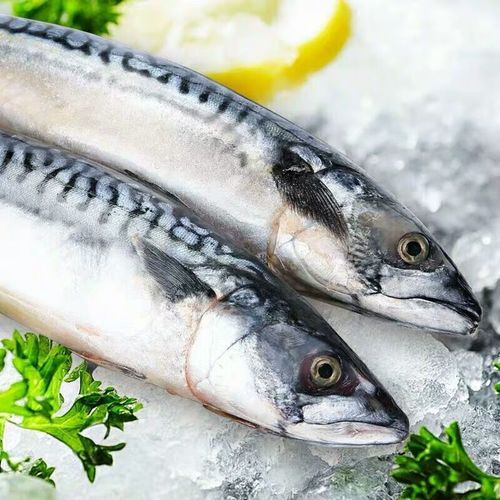 青占鱼和马鲛鱼的区别_哪个更好吃-第1张图片-山城妙识