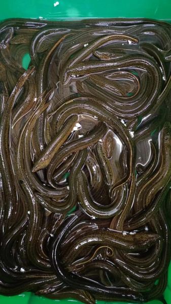 野生黄鳝吃什么食物_野生黄鳝喜欢吃什么-第2张图片-山城妙识 野生黄鳝吃什么食物_野生黄鳝喜欢吃什么-第2张图片-山城妙识