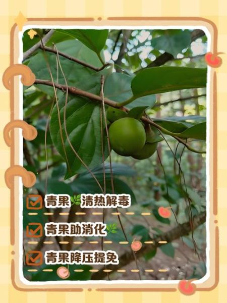 青果是什么_青果的功效与作用-第3张图片-山城妙识 青果是什么_青果的功效与作用-第3张图片-山城妙识
