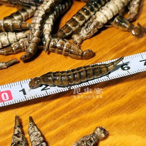 龙虱幼虫长什么样_龙虱幼虫吃什么-第1张图片-山城妙识 龙虱幼虫长什么样_龙虱幼虫吃什么-第1张图片-山城妙识