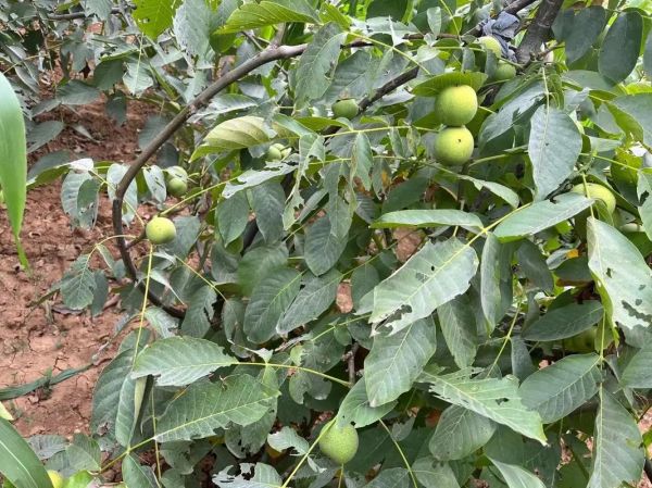 青皮核桃多少钱一斤_新鲜青皮核桃价格行情-第1张图片-山城妙识 青皮核桃多少钱一斤_新鲜青皮核桃价格行情-第1张图片-山城妙识