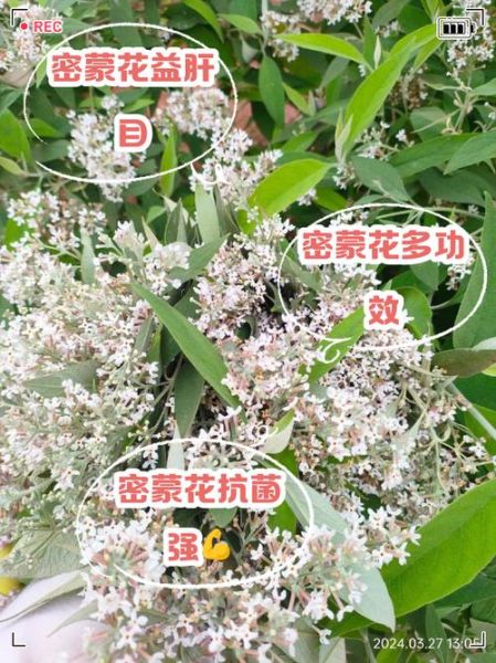 麻麻花长什么样_麻麻花可以吃吗-第2张图片-山城妙识