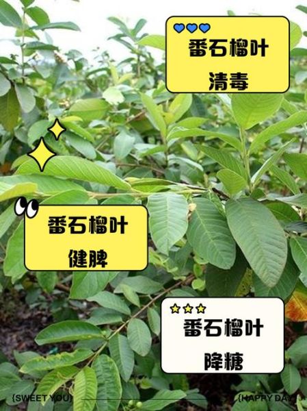 番石榴叶子煮水有什么功效_番石榴叶子煮水能降血糖吗-第3张图片-山城妙识 番石榴叶子煮水有什么功效_番石榴叶子煮水能降血糖吗-第3张图片-山城妙识