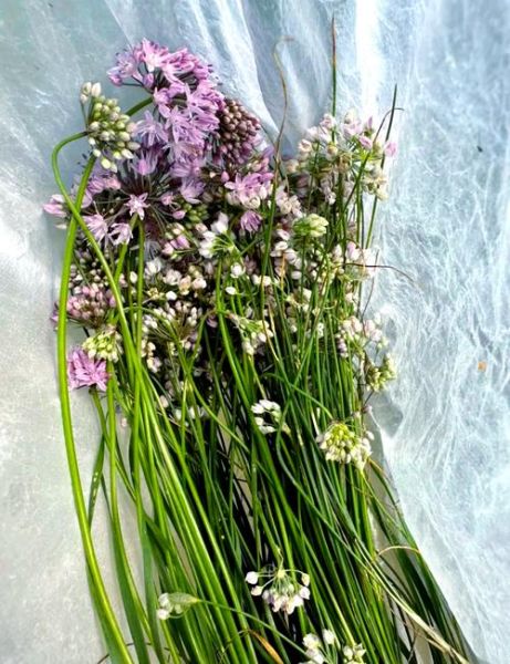 麻麻花长什么样_麻麻花可以吃吗-第1张图片-山城妙识