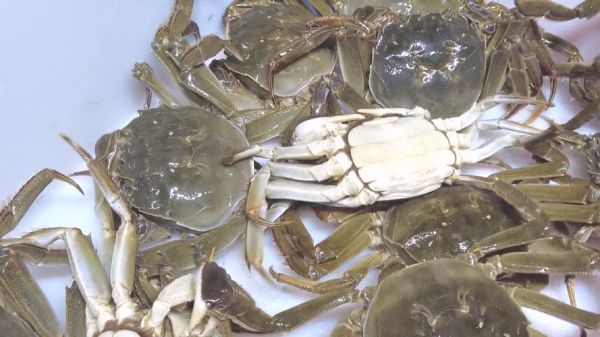 太湖大闸蟹什么时候上市_上市时间-第3张图片-山城妙识