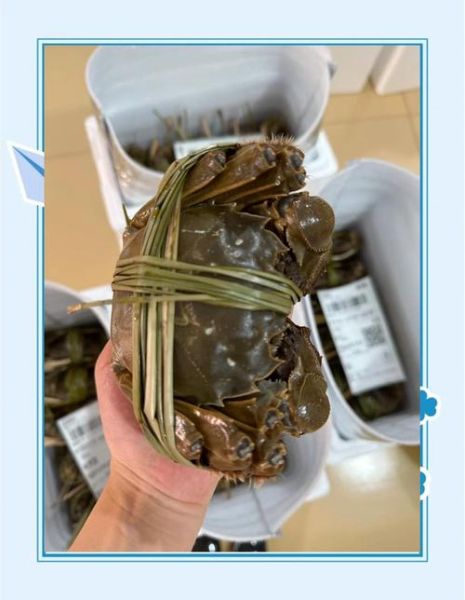 太湖大闸蟹什么时候上市_上市时间-第2张图片-山城妙识