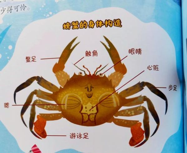 螃蟹有几条腿_螃蟹几条腿正确答案-第1张图片-山城妙识 螃蟹有几条腿_螃蟹几条腿正确答案-第1张图片-山城妙识