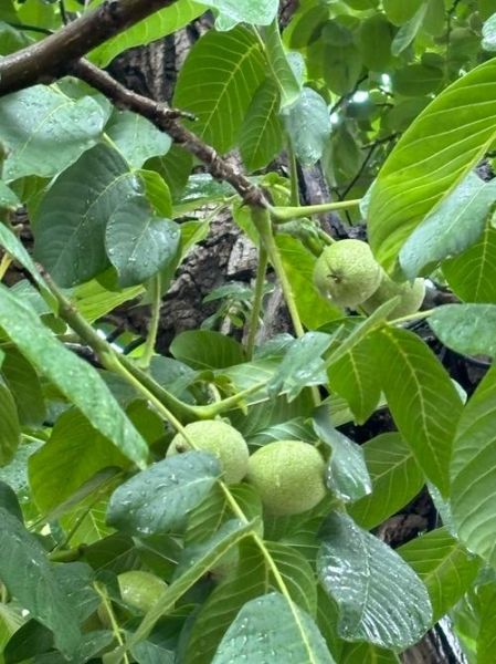 野核桃树几年结果_野核桃树怎么种植-第1张图片-山城妙识