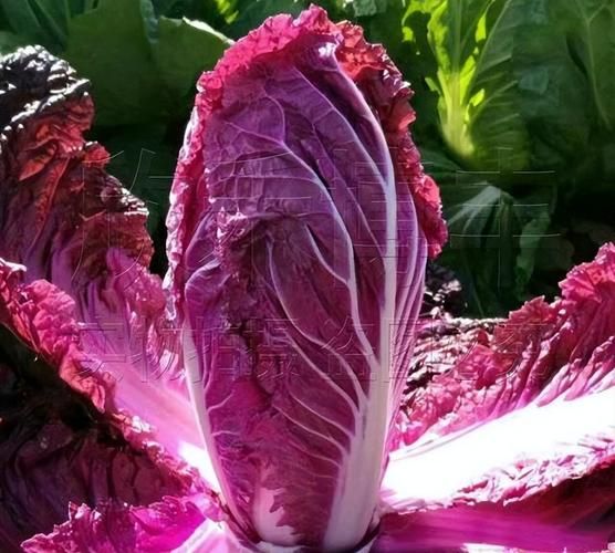 韩国白菜价格暴涨原因_如何应对泡菜危机-第2张图片-山城妙识