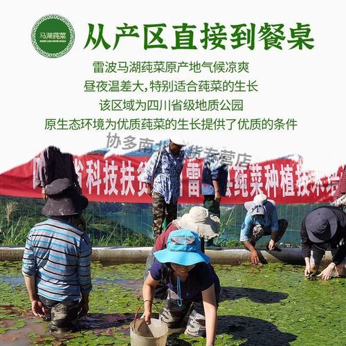 莼菜是哪里的特产_莼菜产地在哪里-第1张图片-山城妙识