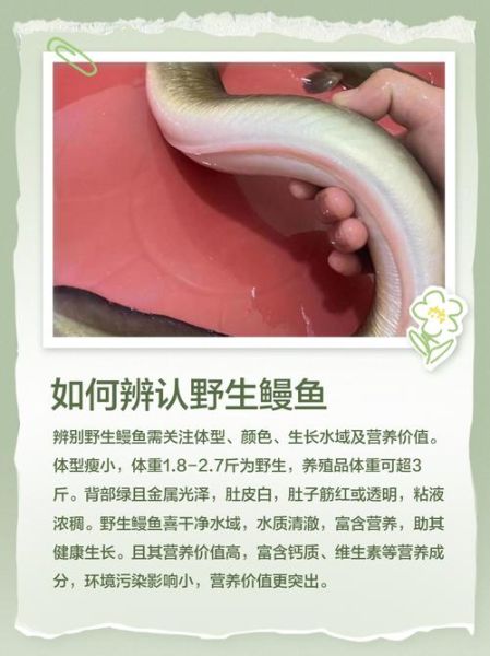 鳗鱼怎么读_鳗鱼读音是什么-第2张图片-山城妙识 鳗鱼怎么读_鳗鱼读音是什么-第2张图片-山城妙识