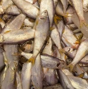 黄鲫子鱼是海鱼还是河鱼_黄鲫子鱼生长环境-第2张图片-山城妙识