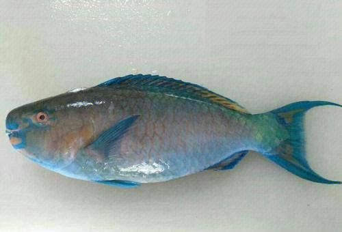 青衣鱼是什么鱼_青衣鱼多少钱一斤-第1张图片-山城妙识 青衣鱼是什么鱼_青衣鱼多少钱一斤-第1张图片-山城妙识