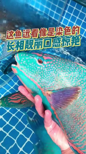 青衣鱼是什么鱼_青衣鱼多少钱一斤-第3张图片-山城妙识 青衣鱼是什么鱼_青衣鱼多少钱一斤-第3张图片-山城妙识