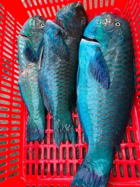 青衣鱼是什么鱼_青衣鱼多少钱一斤-第2张图片-山城妙识 青衣鱼是什么鱼_青衣鱼多少钱一斤-第2张图片-山城妙识