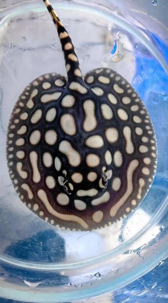 魟鱼价格表_魟鱼多少钱一只-第2张图片-山城妙识 魟鱼价格表_魟鱼多少钱一只-第2张图片-山城妙识