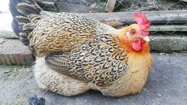 麻鸡图片大全_麻鸡长什么样-第2张图片-山城妙识