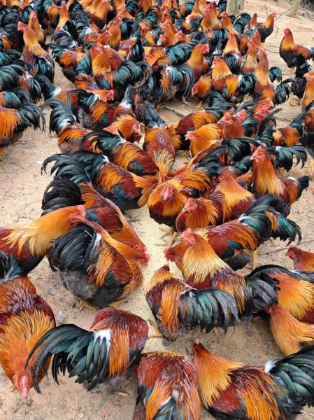 麻鸡图片大全_麻鸡长什么样-第1张图片-山城妙识