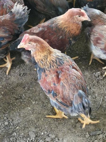 麻鸡图片大全_麻鸡长什么样-第3张图片-山城妙识