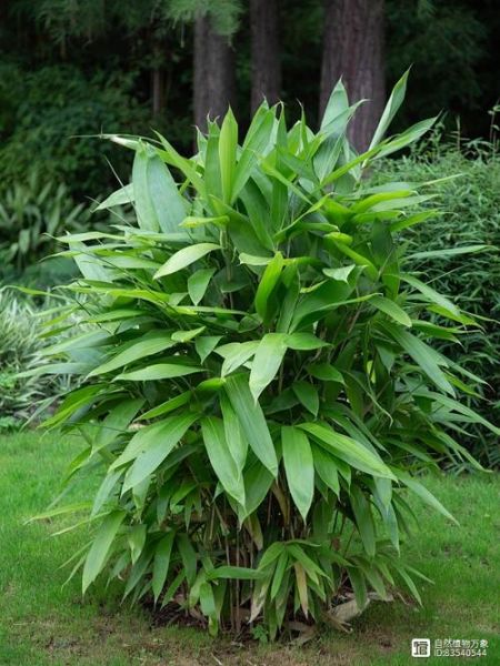 粽叶有哪些种类_哪种粽叶最香-第3张图片-山城妙识 粽叶有哪些种类_哪种粽叶最香-第3张图片-山城妙识