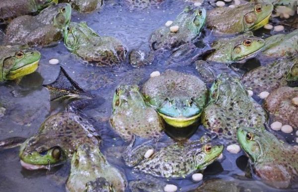 牛蛙养殖赚钱吗_牛蛙养殖成本与利润-第3张图片-山城妙识 牛蛙养殖赚钱吗_牛蛙养殖成本与利润-第3张图片-山城妙识