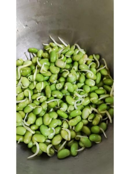 青豆芽怎么发_青豆芽的做法大全-第3张图片-山城妙识 青豆芽怎么发_青豆芽的做法大全-第3张图片-山城妙识