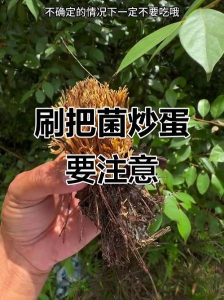 鲜蘑炒鸡蛋会不会中毒_鲜蘑炒鸡蛋中毒原因-第3张图片-山城妙识