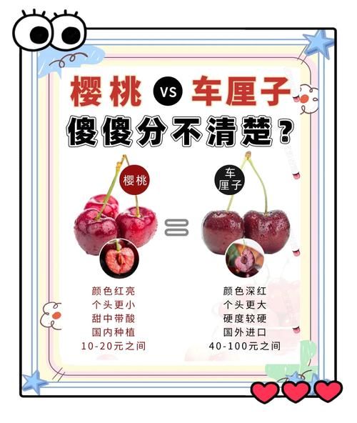 车厘子和樱桃的区别_哪个营养价值更高-第1张图片-山城妙识