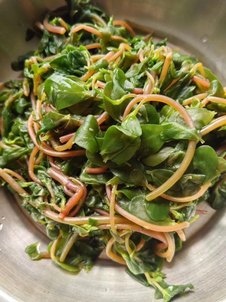 马齿苋怎么吃_马齿苋的吃法大全-第1张图片-山城妙识