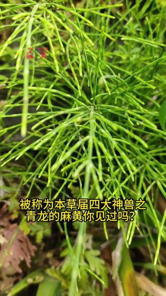 麻黄草图片长什么样_麻黄草和麻黄的区别-第1张图片-山城妙识