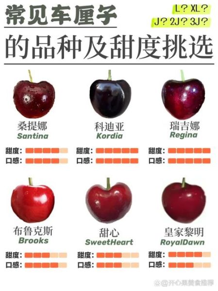 车厘子和樱桃的区别_哪个营养价值更高-第2张图片-山城妙识