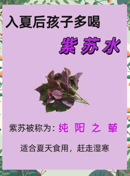 紫苏的功效与作用_紫苏怎么吃效果最好-第1张图片-山城妙识