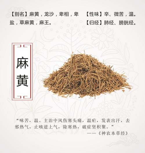 麻黄草图片长什么样_麻黄草和麻黄的区别-第3张图片-山城妙识