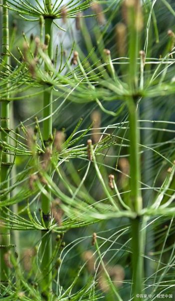 麻黄草图片长什么样_麻黄草和麻黄的区别-第2张图片-山城妙识