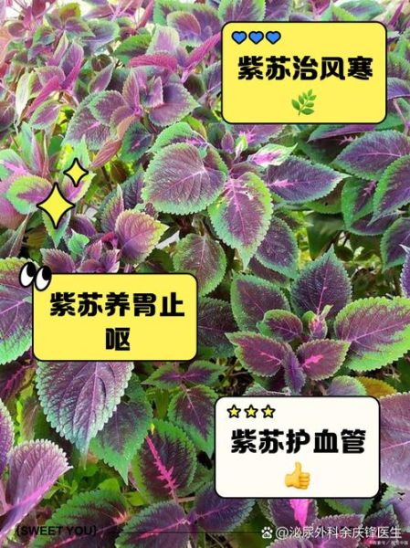 紫苏的功效与作用_紫苏怎么吃效果最好-第2张图片-山城妙识