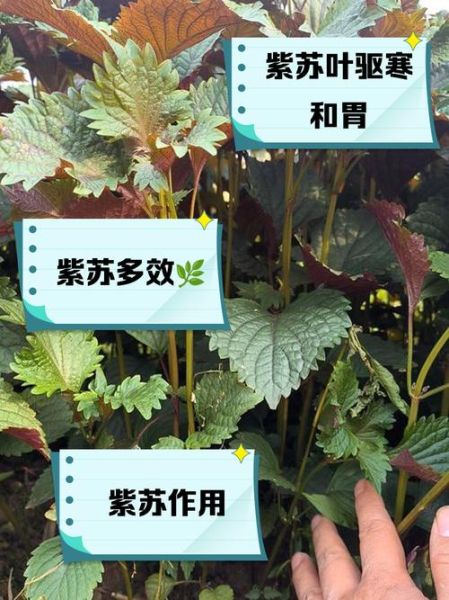 紫苏的功效与作用_紫苏怎么吃效果最好-第3张图片-山城妙识