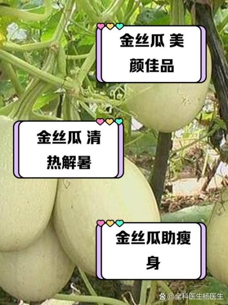 金丝瓜可以生吃吗_生吃金丝瓜安全吗-第1张图片-山城妙识