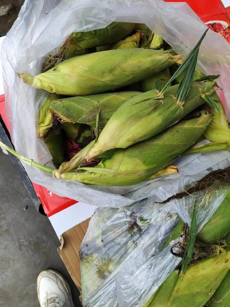 黑美人西瓜好吃吗_口感怎么样-第1张图片-山城妙识