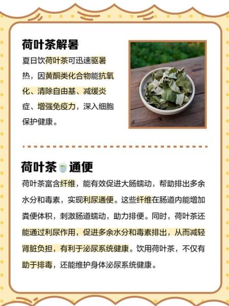 荷叶茶哪些人不能喝_荷叶茶副作用有哪些-第3张图片-山城妙识