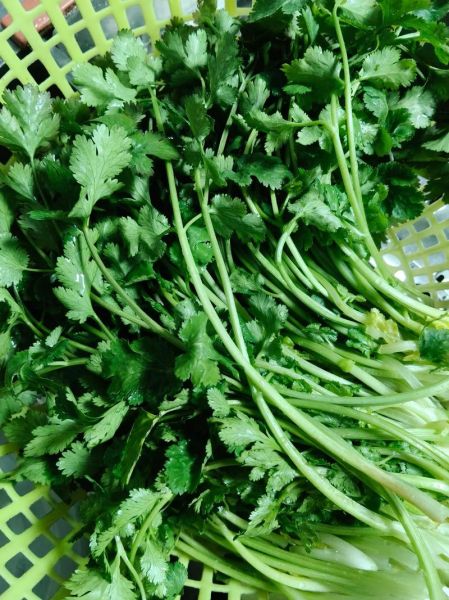 香菜饺子馅怎么调才好吃_香菜饺子馅做法窍门-第3张图片-山城妙识