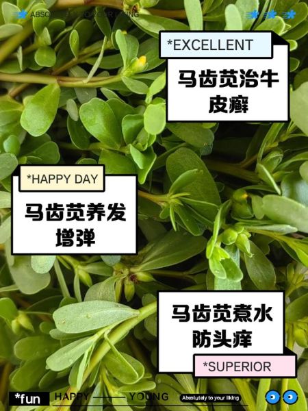 马齿苋治白发真的有用吗_马齿苋治白发怎么做-第1张图片-山城妙识