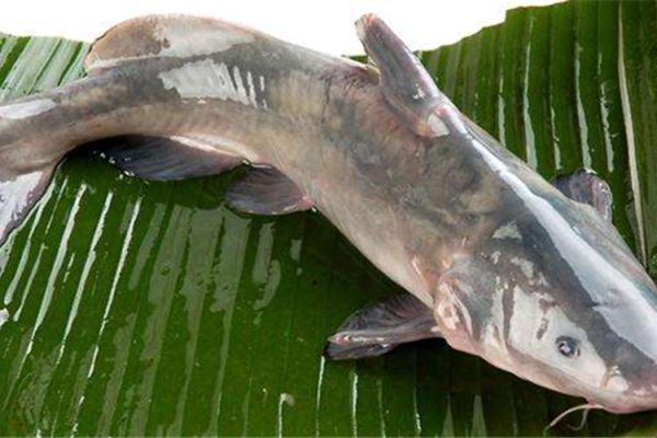 湄公鱼多少钱一斤_湄公鱼价格行情-第2张图片-山城妙识