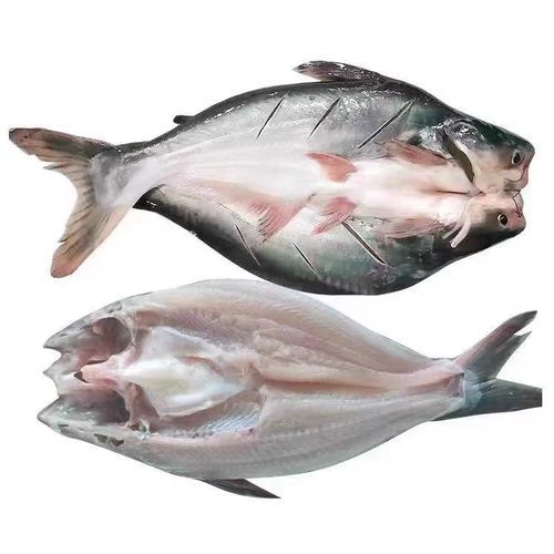 湄公鱼多少钱一斤_湄公鱼价格行情-第3张图片-山城妙识