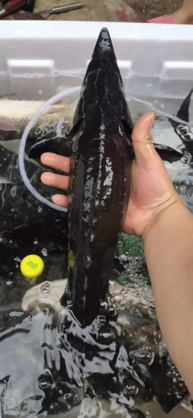 鲟龙鱼多少钱一斤_鲟龙鱼价格为什么差异大-第3张图片-山城妙识 鲟龙鱼多少钱一斤_鲟龙鱼价格为什么差异大-第3张图片-山城妙识