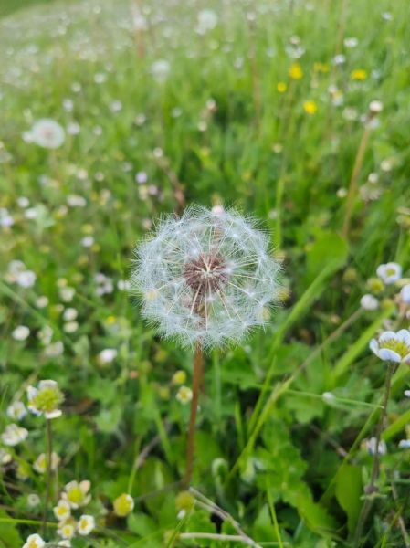 蒲公英图片大全大图_如何拍摄高清蒲公英特写-第2张图片-山城妙识 蒲公英图片大全大图_如何拍摄高清蒲公英特写-第2张图片-山城妙识