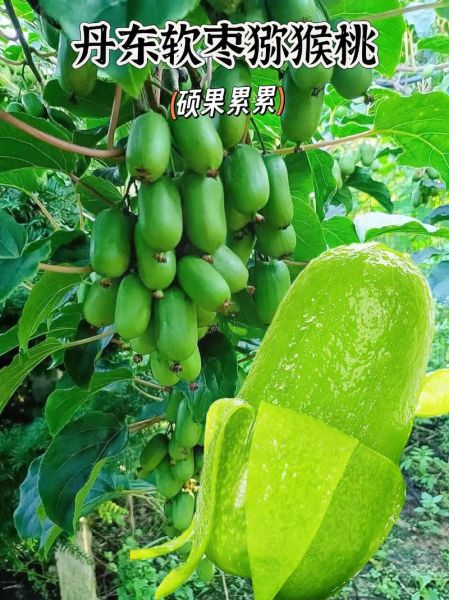 软枣子怎么吃_软枣子什么时候成熟-第3张图片-山城妙识 软枣子怎么吃_软枣子什么时候成熟-第3张图片-山城妙识